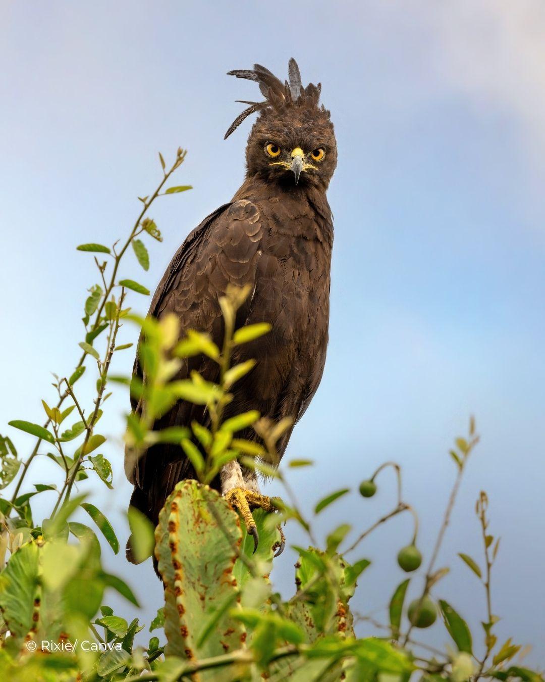 Kamushungushungu, the Long-Crested Eagle: A Tale from Uganda – Early Bird